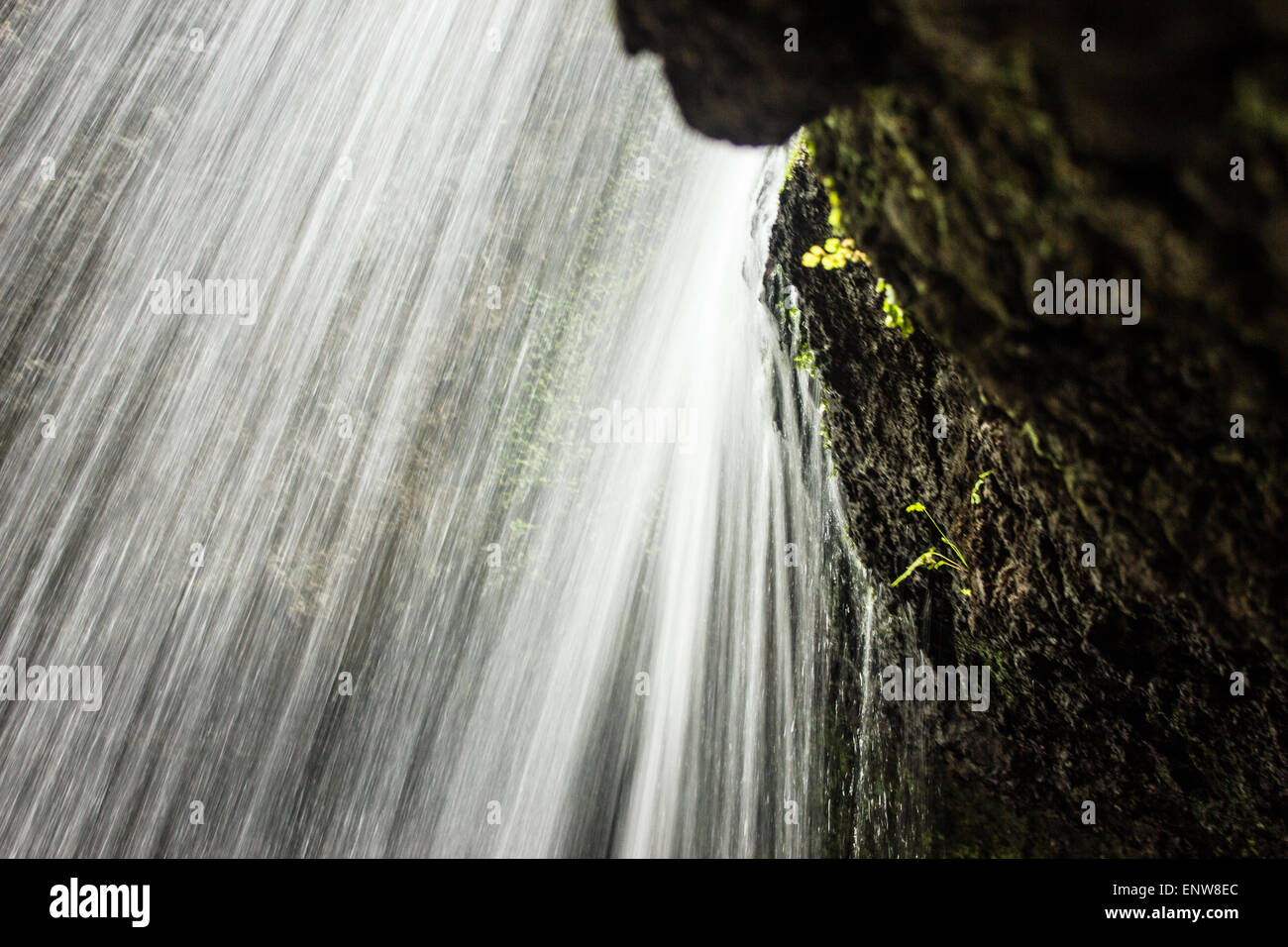 Waterfall in Levada Nova, Ponta do Sol, Madeira, Portugal. Laurisilva ...