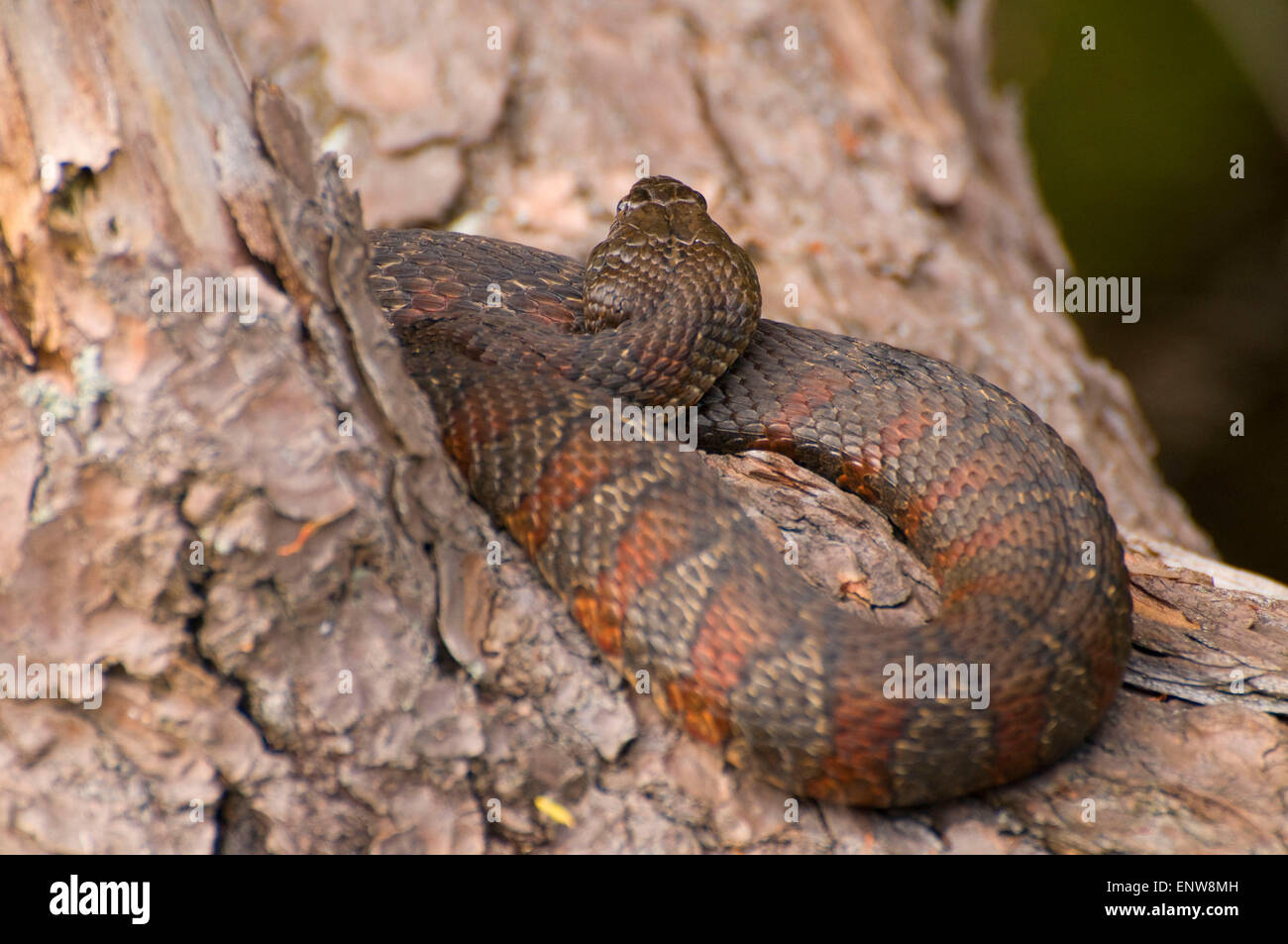 Northern Water Snake