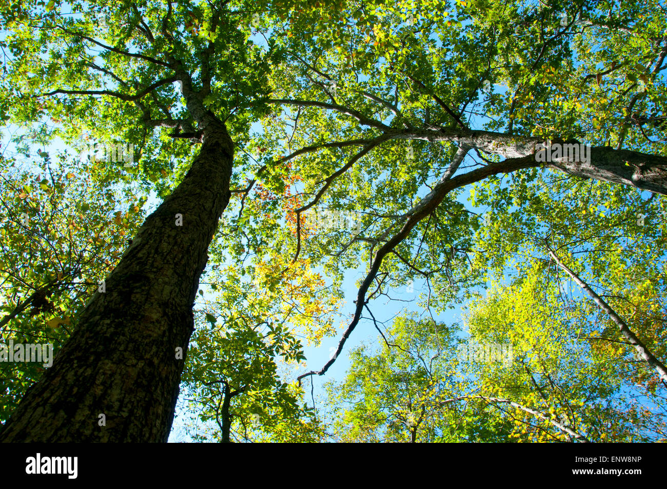 Trail with tree canopy hi-res stock photography and images - Alamy