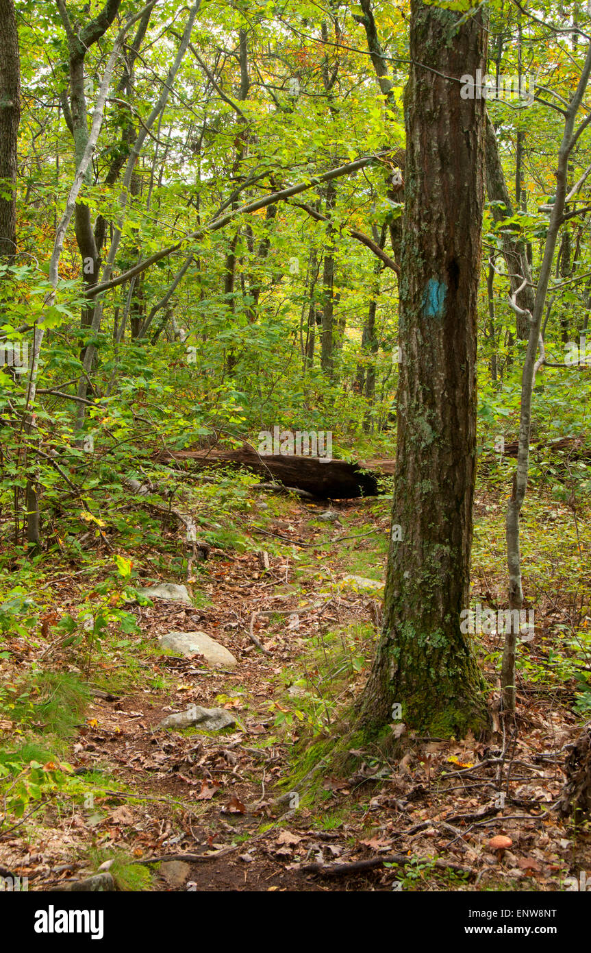 Mohawk Trail, Mohawk State Forest, Connecticut Stock Photo - Alamy