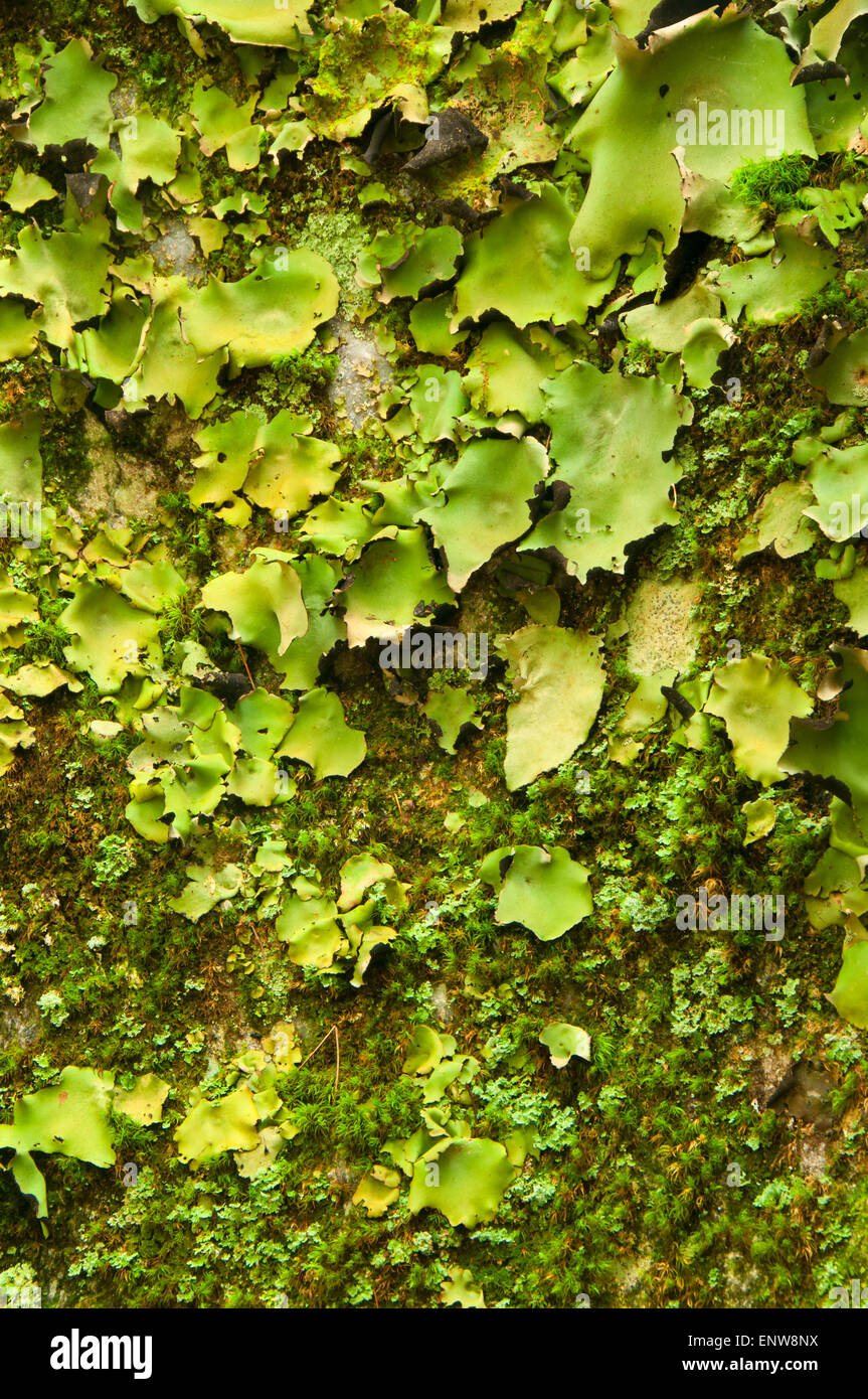Lichen along Mohawk Trail, Mohawk State Forest, Connecticut Stock Photo ...