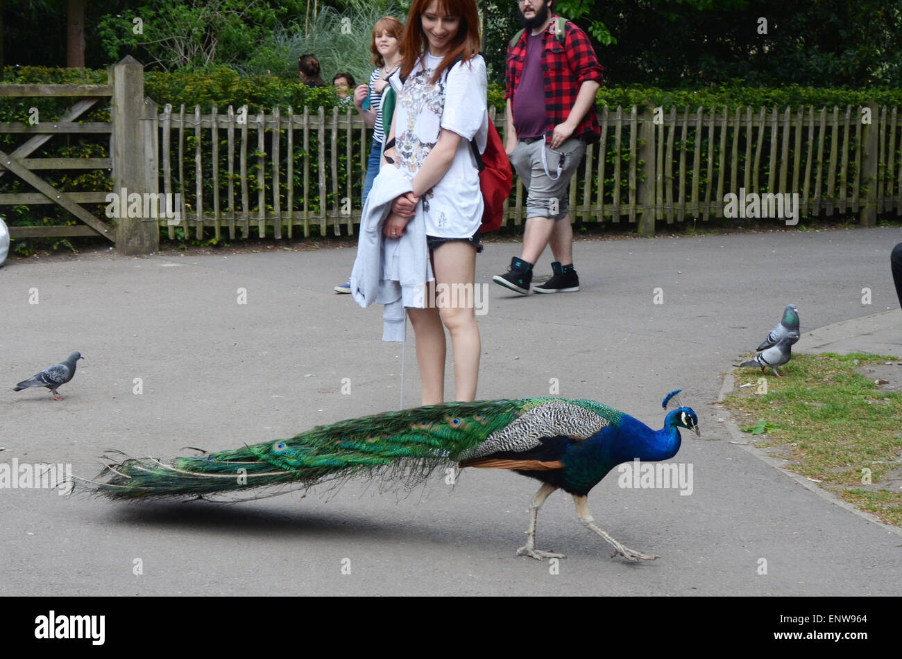 Johnny peacock hi-res stock photography and images - Alamy