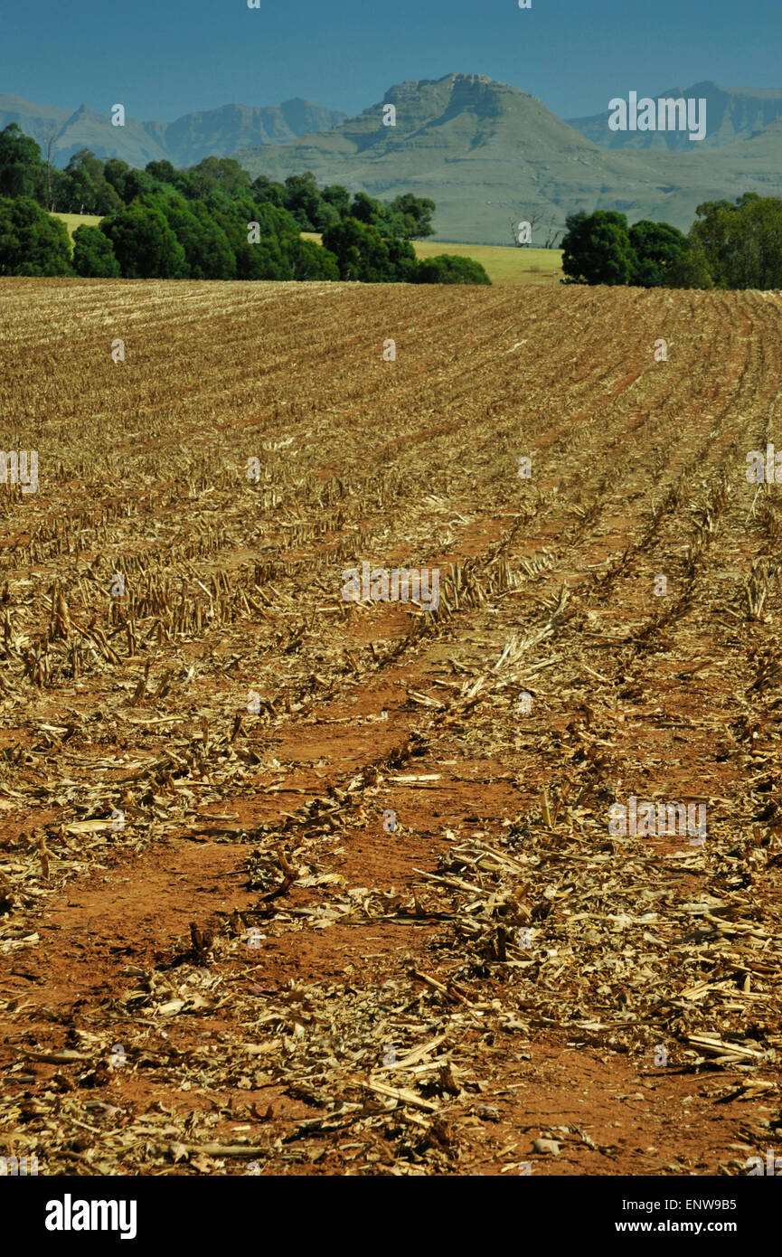 Post harvest scene of corn field stubble Southern Drakesberg South ...
