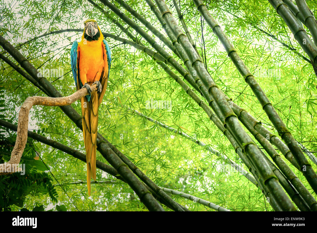 Macaw parrot in a rain forest Stock Photo - Alamy