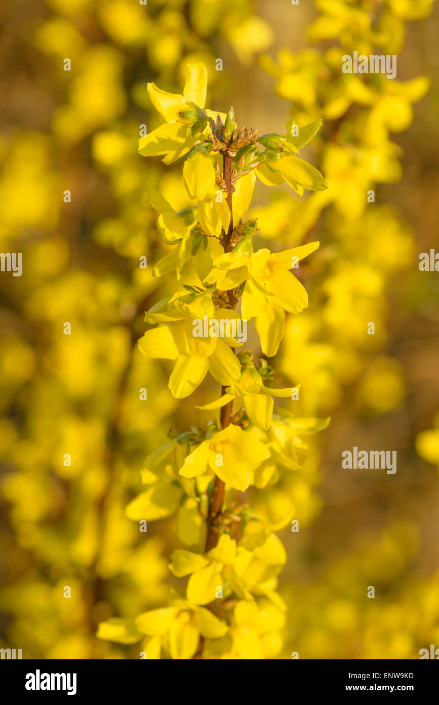 Yellow forsythia bush in a garden at springtime Stock Photo - Alamy