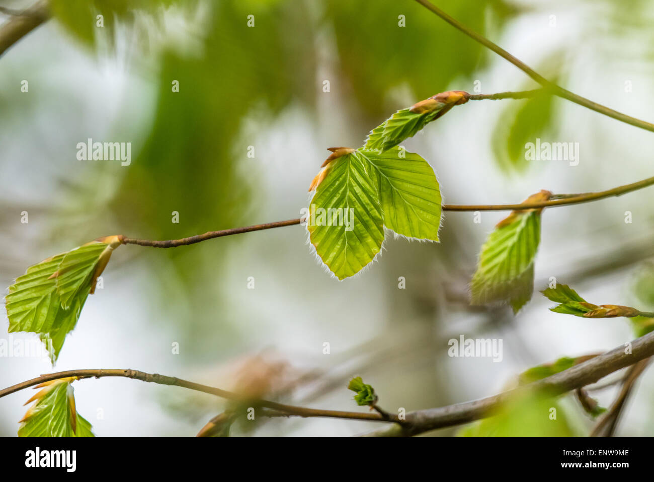 Fresh green beech leaves hi-res stock photography and images - Alamy