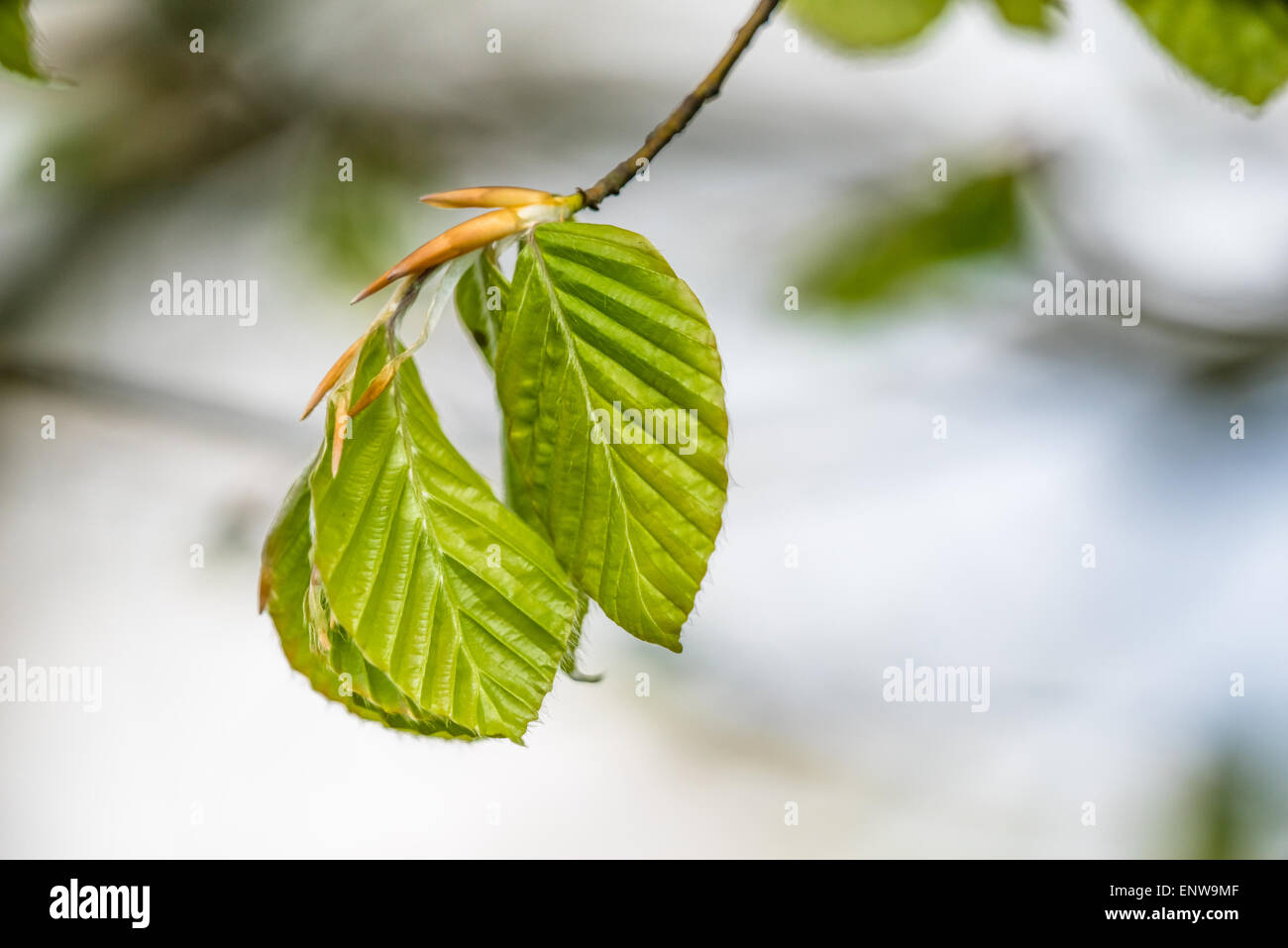 Fresh green beech leaves hi-res stock photography and images - Alamy