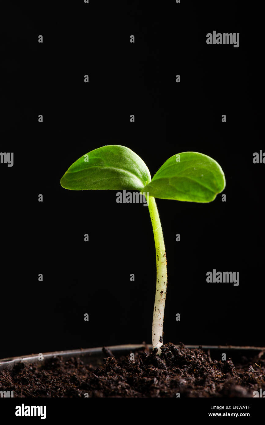 Seedling spring hi-res stock photography and images - Alamy