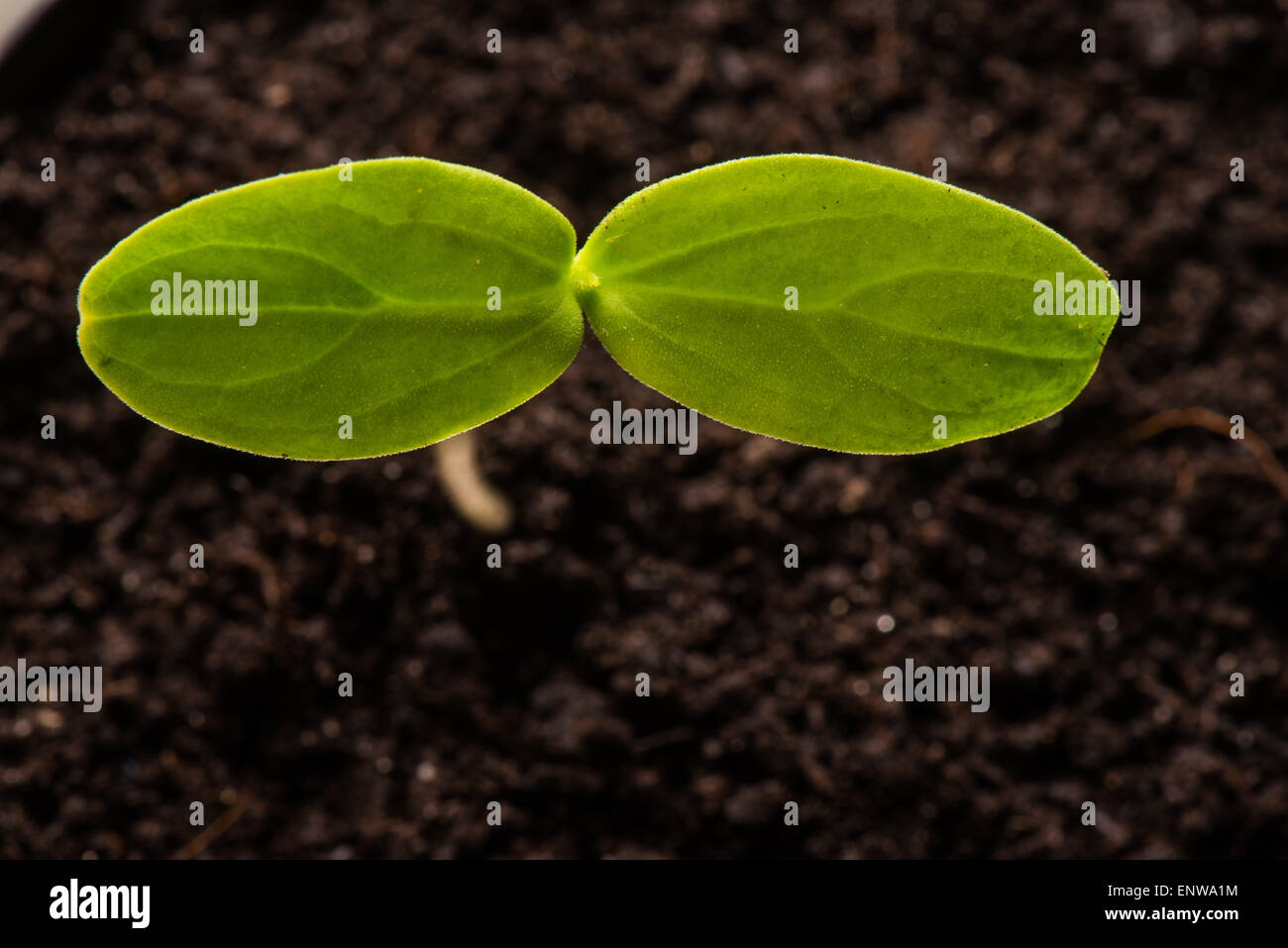 Seedling spring hi-res stock photography and images - Alamy