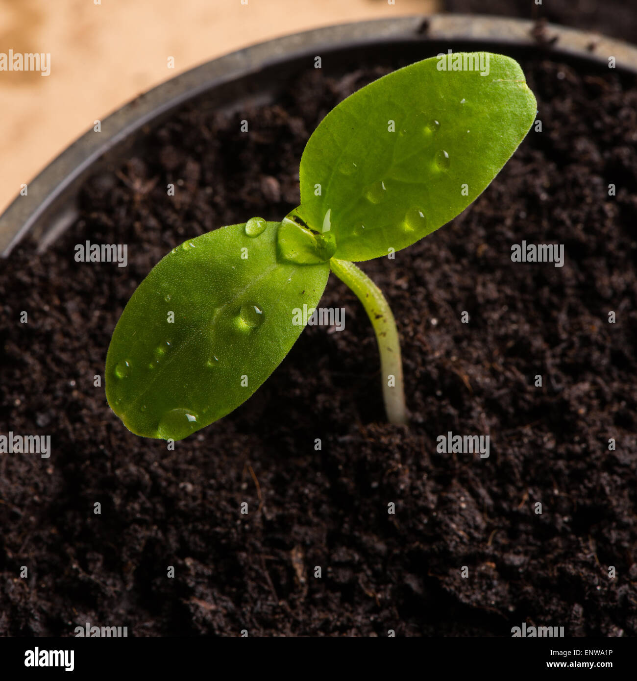 Seedling spring hi-res stock photography and images - Alamy