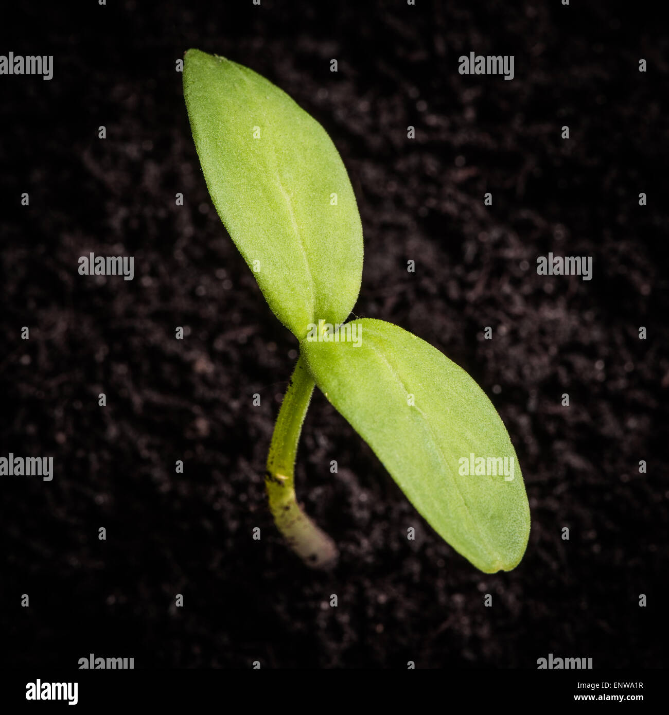 Seedling spring hi-res stock photography and images - Alamy