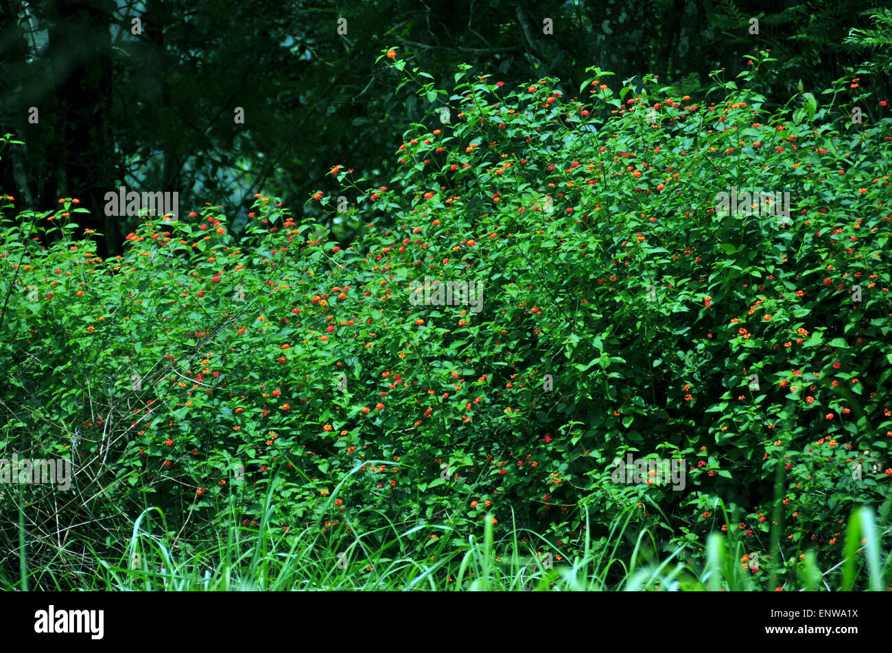 Rock of falling flowers hi-res stock photography and images - Alamy