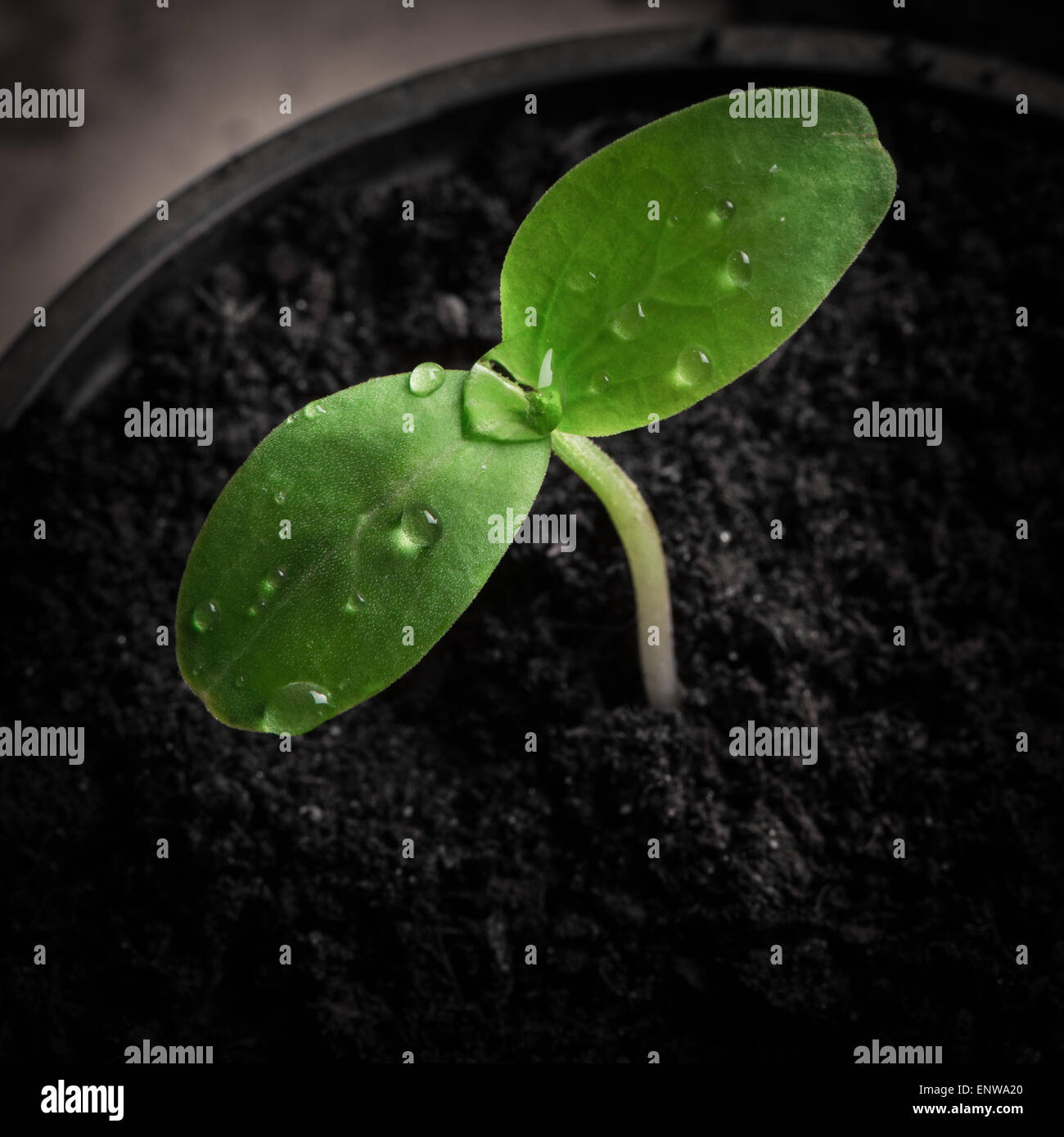 Seedling spring hi-res stock photography and images - Alamy