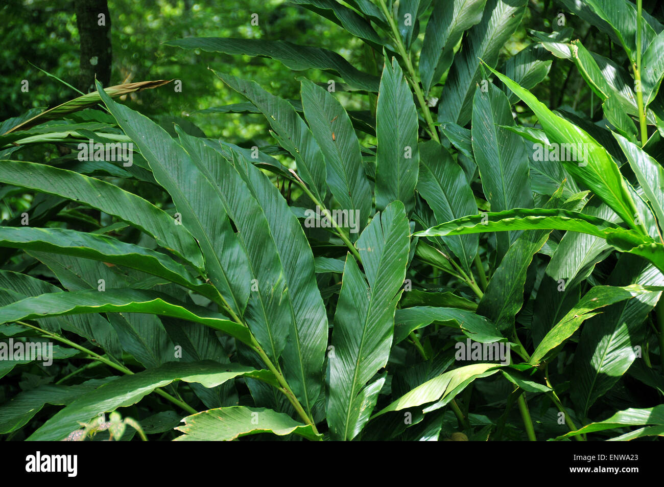 Cardamom hills hi-res stock photography and images - Alamy