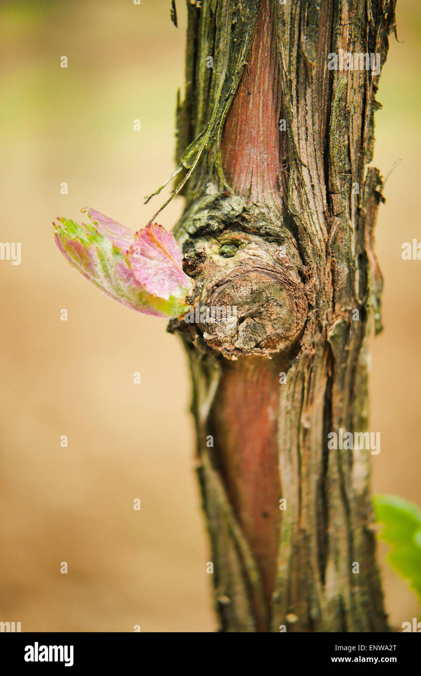 Vine shoots in spring, Bud -Vineyard south west of France, Bordeaux ...