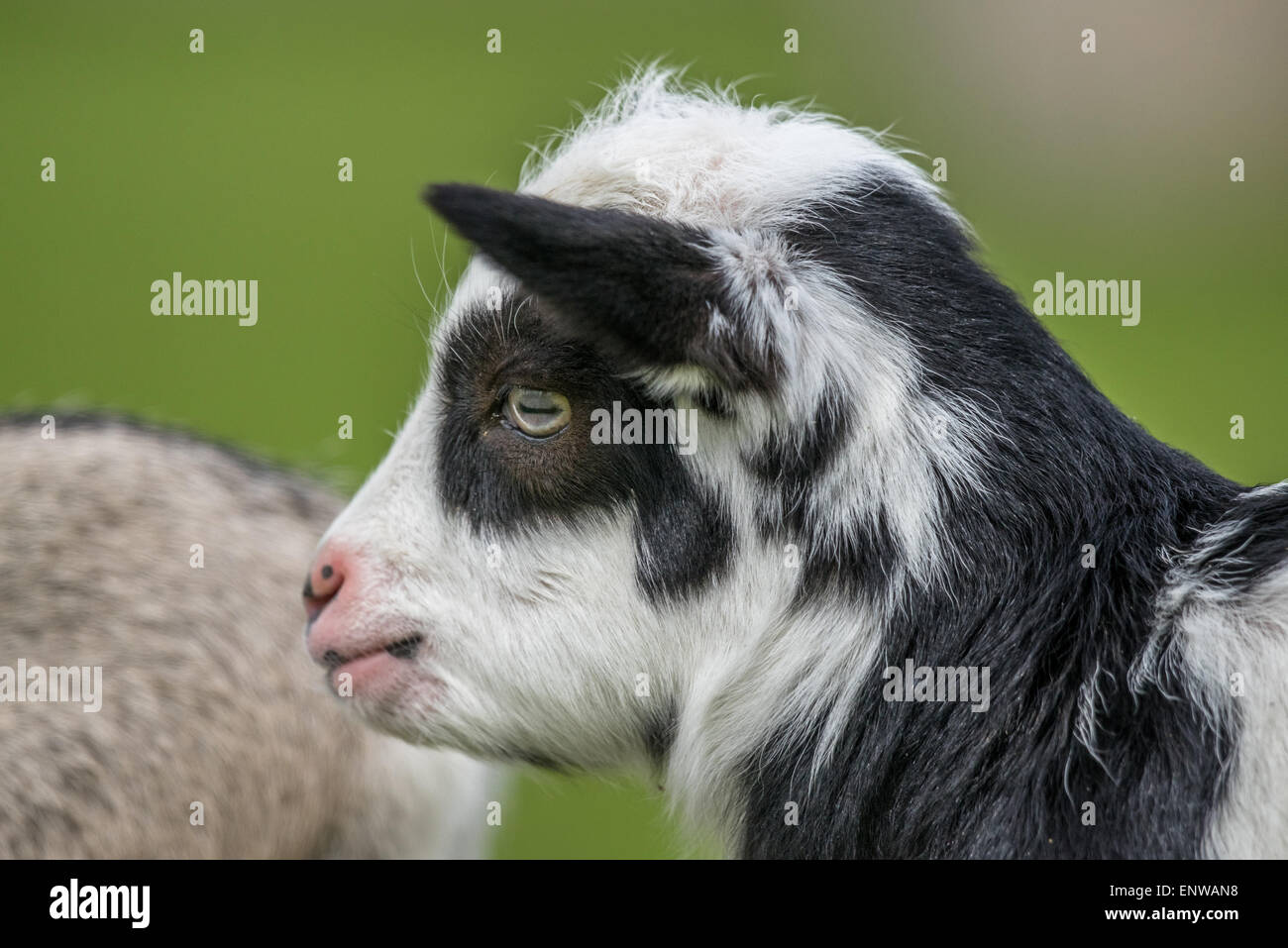 Goat kid head close-up on a green background Stock Photo - Alamy