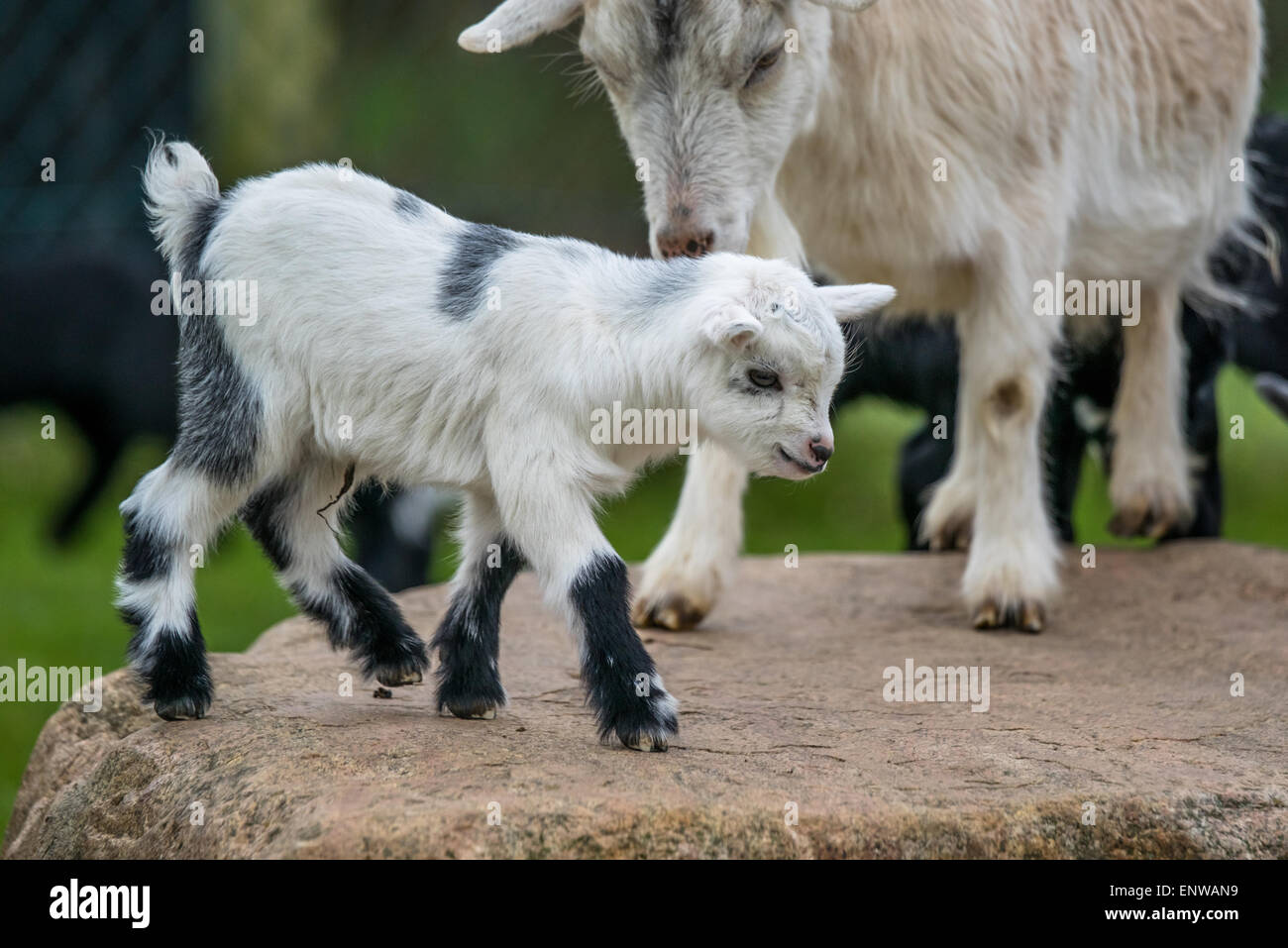Goat kid playing with its mother in the countryside Stock Photo - Alamy