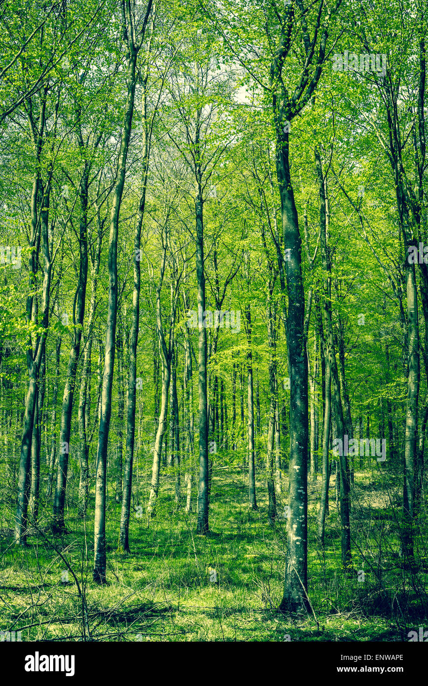 Beech color image hi-res stock photography and images - Alamy