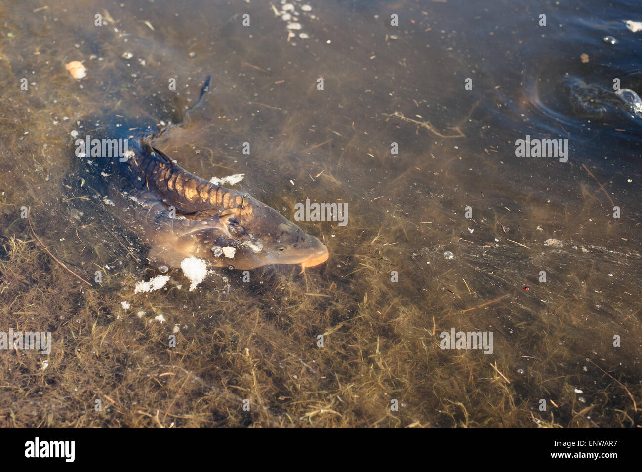 Big carp in lake hi-res stock photography and images - Alamy