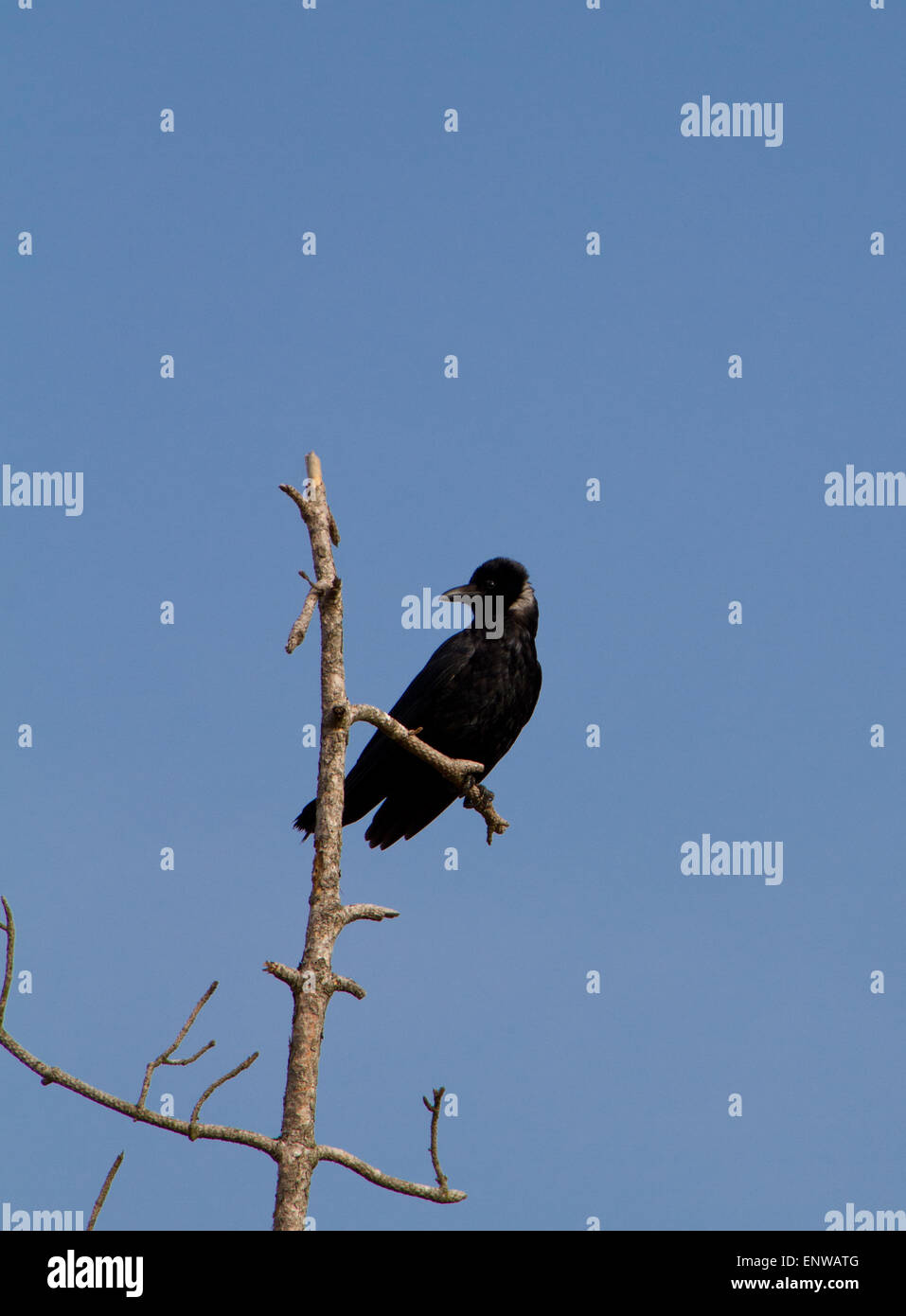 Western jackdaw in a dead tree under a blue sky Stock Photo - Alamy