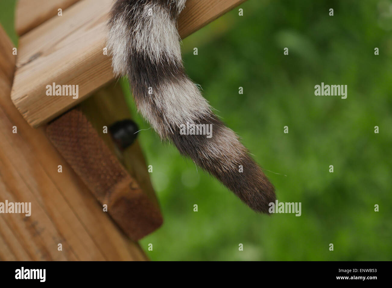 Cat's tail Outdoors Stock Photo - Alamy