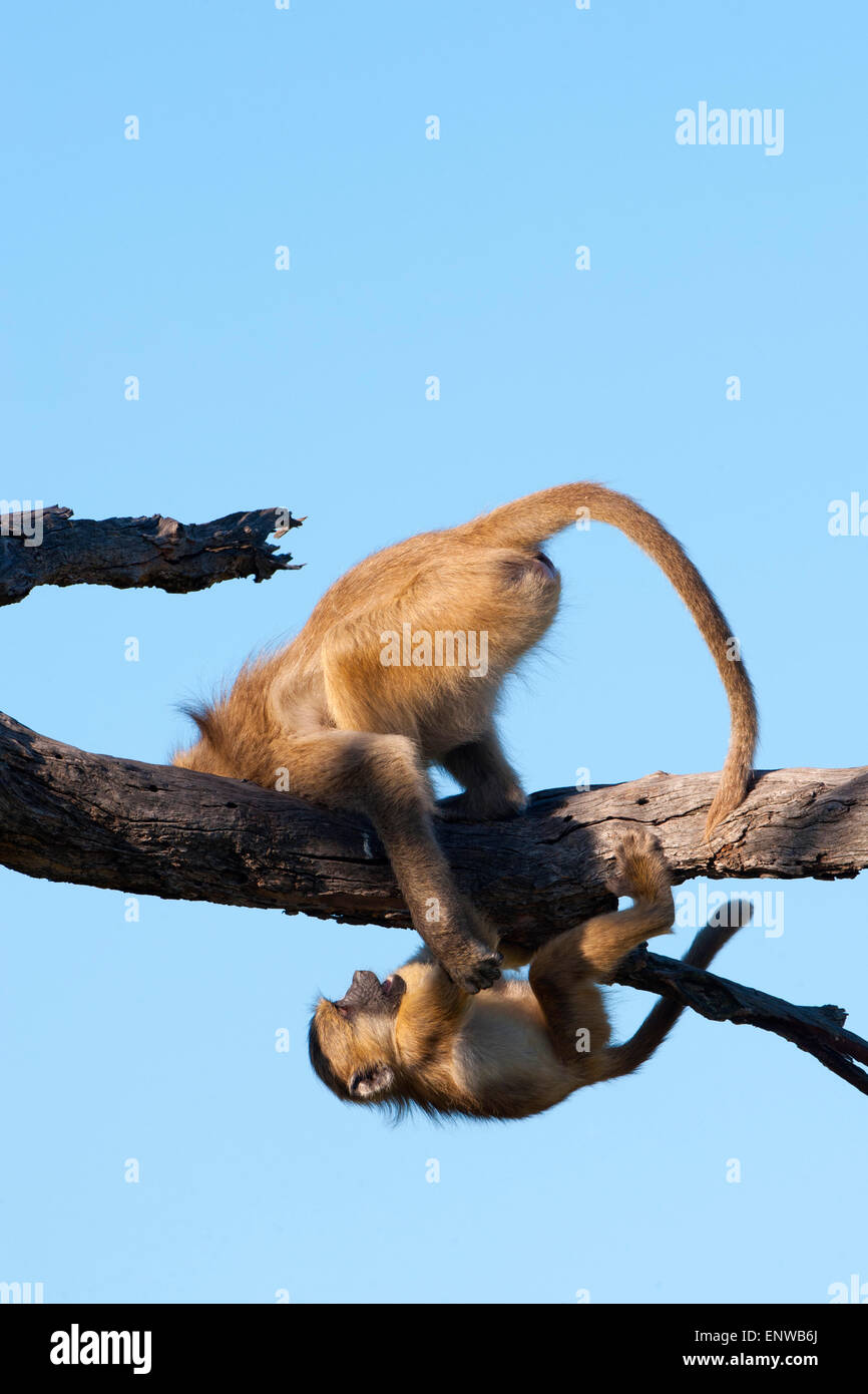 Large mock olive hi-res stock photography and images - Alamy