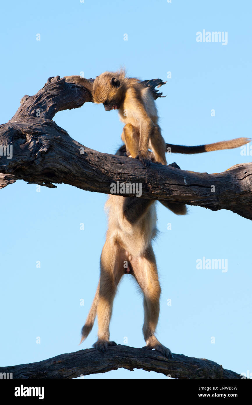 Large mock olive hi-res stock photography and images - Alamy