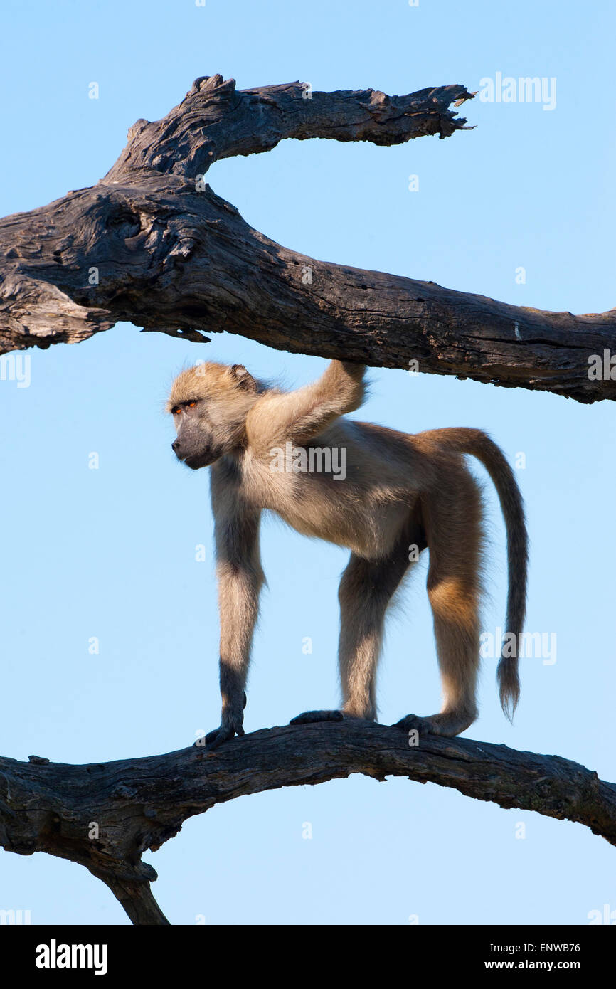 Olive baboon climbing tree hi-res stock photography and images - Alamy