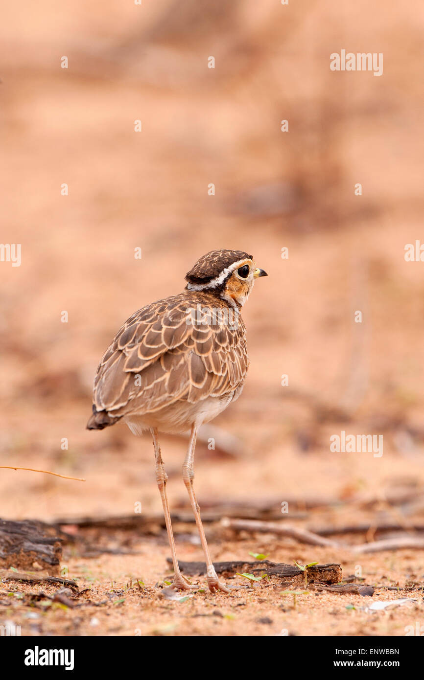 Rhinoptilus cinctus hi-res stock photography and images - Alamy