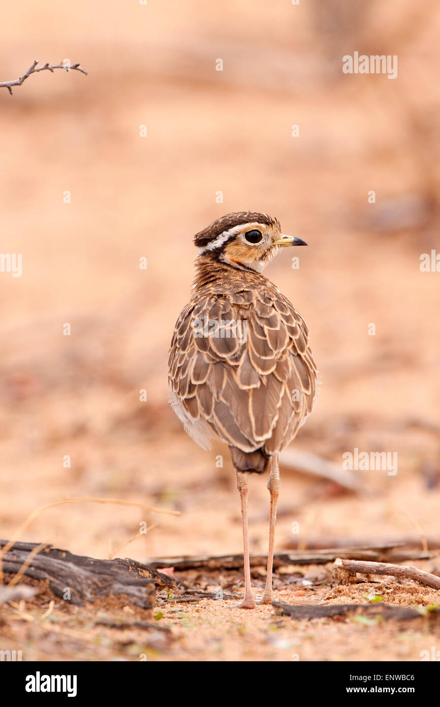 Three banded courser hi-res stock photography and images - Alamy