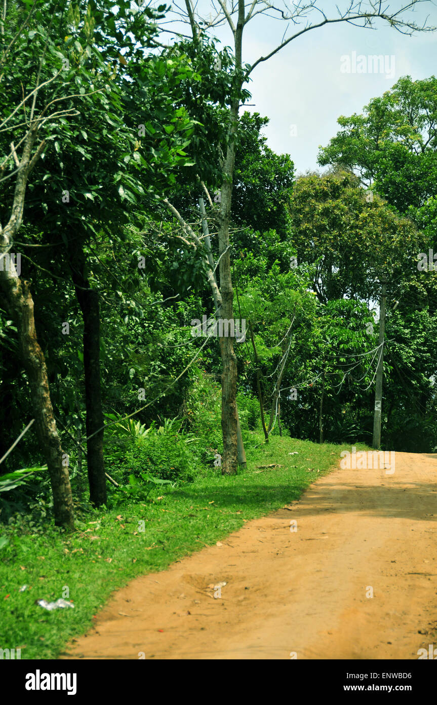 Forest & sand road Stock Photo - Alamy