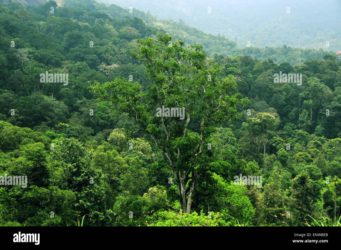 Thick forest trees in kerala hi-res stock photography and images - Alamy