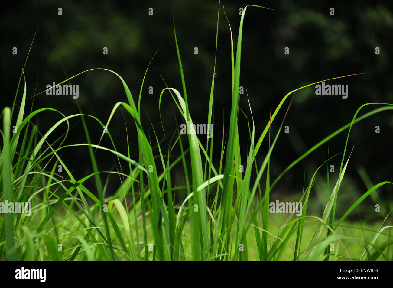 Path in thick green grass hi-res stock photography and images - Alamy