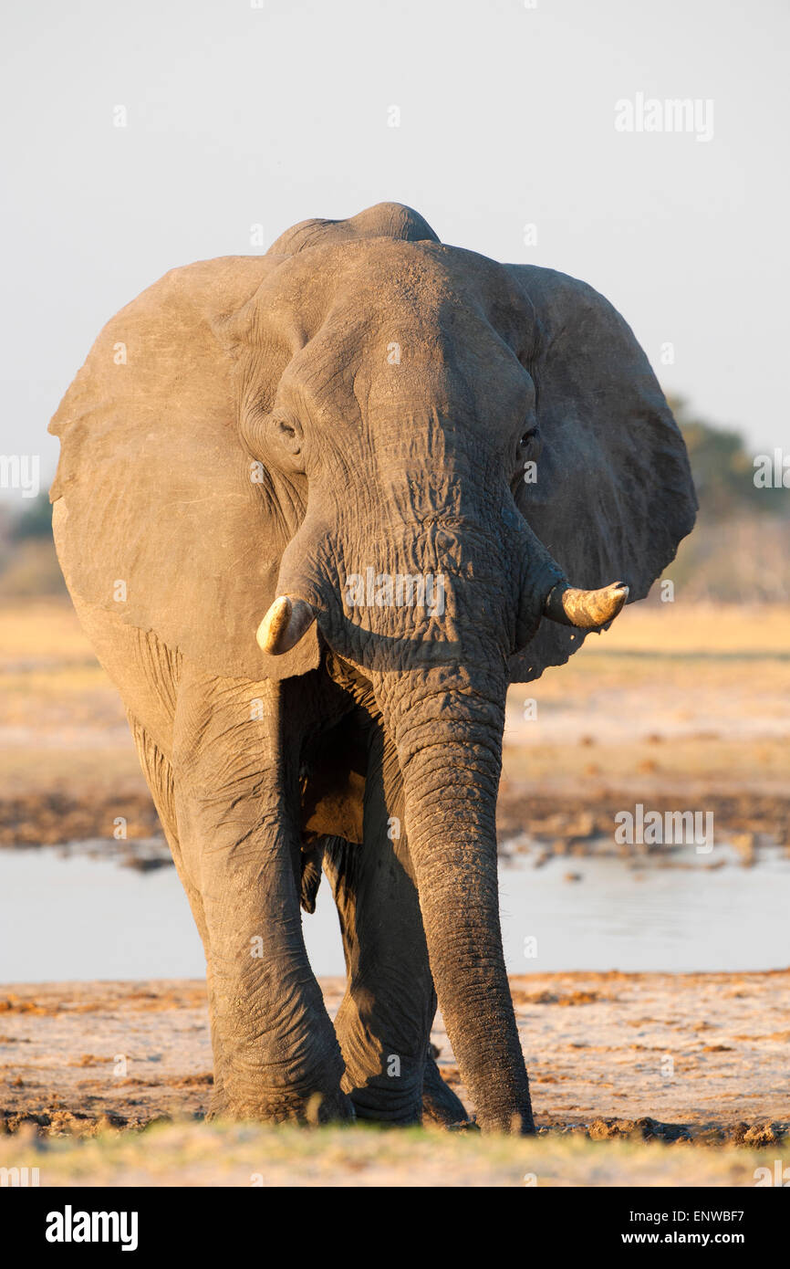 Angry bull elephant hi-res stock photography and images - Alamy