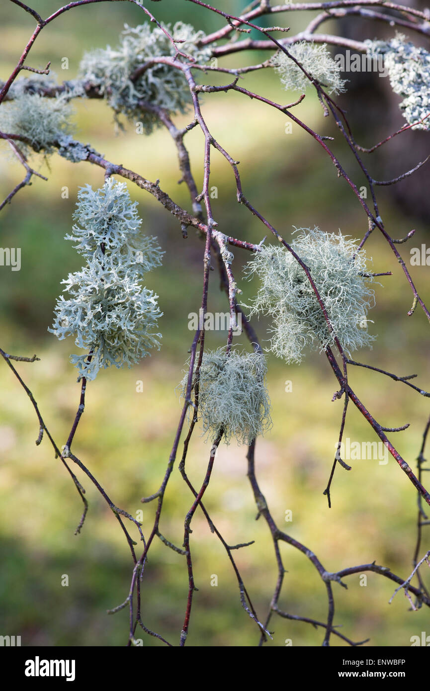 Lichen on a silver birch tree in Scotland. Non parasitic plant like ...