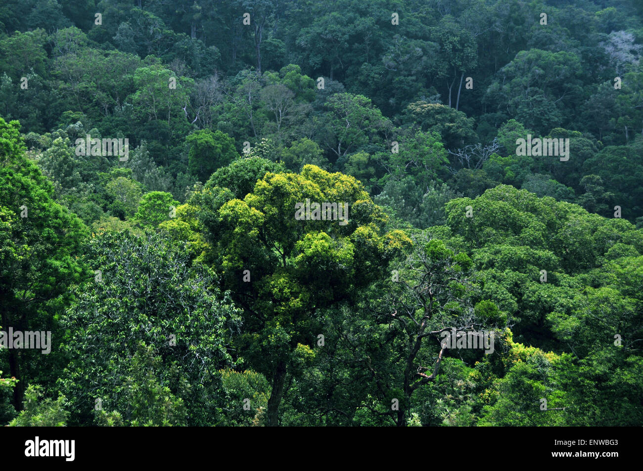 Thick forest of trees hi-res stock photography and images - Alamy
