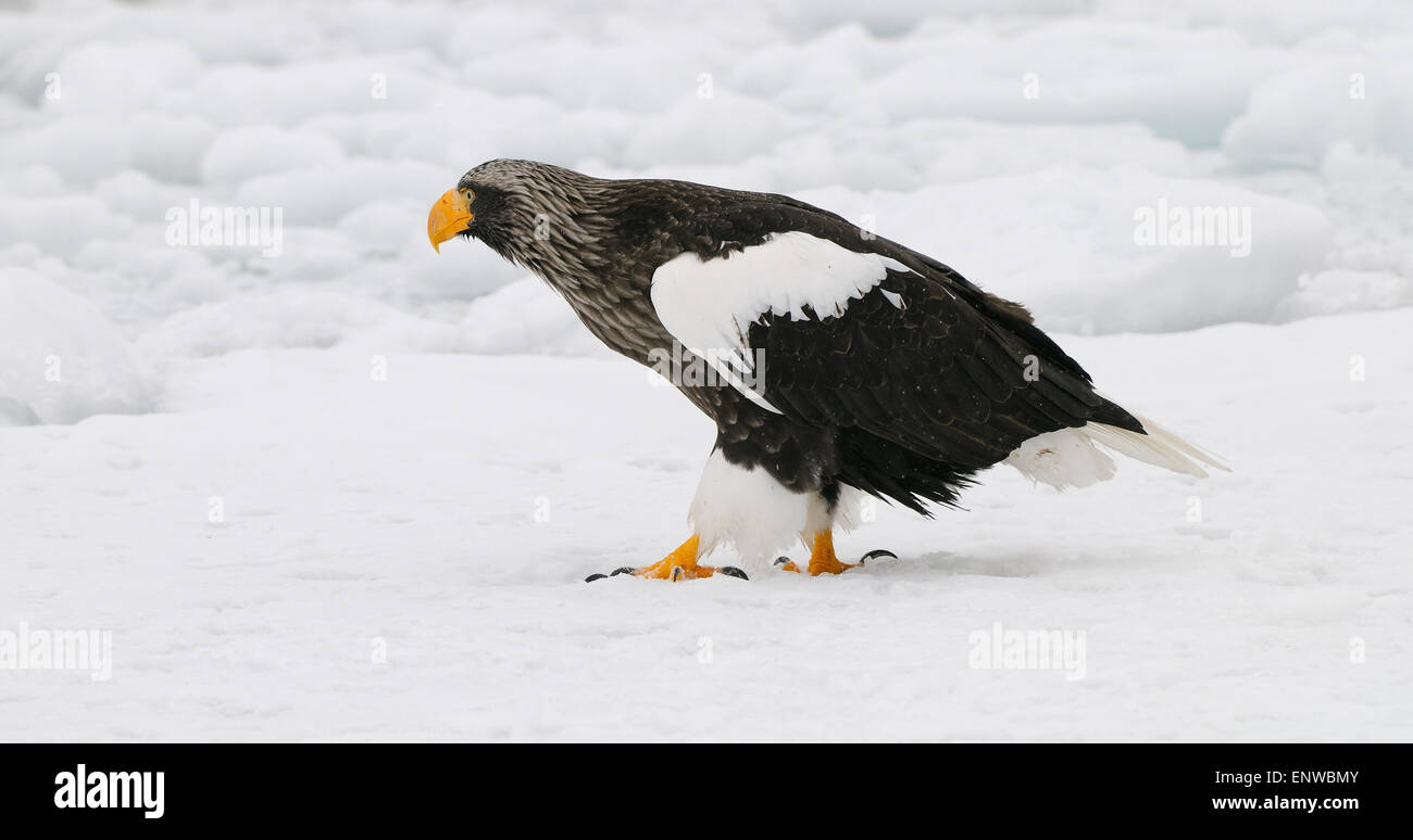 Steller's Sea Eagle on the drifting ice at Nemuro Strait a few miles ...