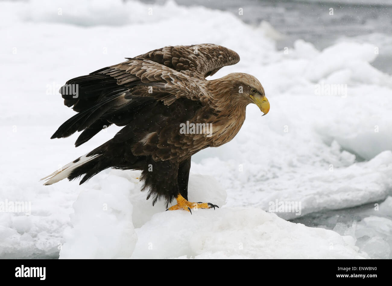 White-tailed Eagle on the drifting ice at Nemuro Strait a few miles ...