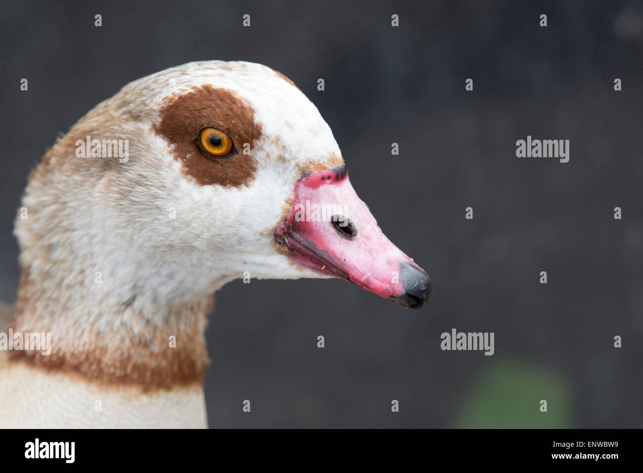 Face shot head shot sideview hi-res stock photography and images - Alamy