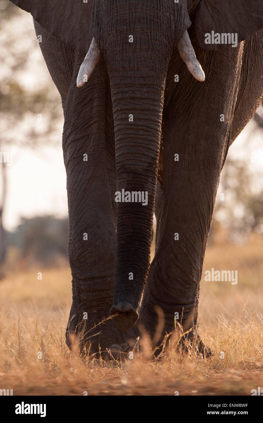 Angry bull elephant hi-res stock photography and images - Alamy