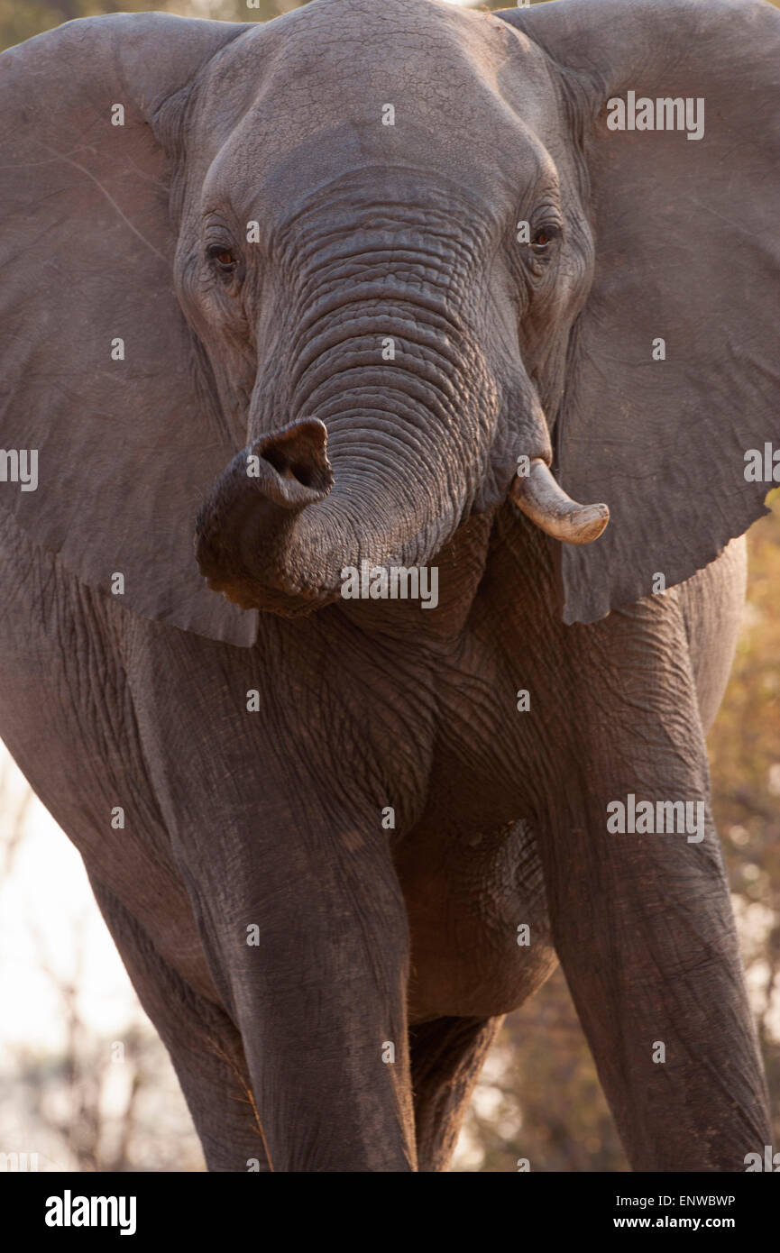 Angry bull elephant hi-res stock photography and images - Alamy