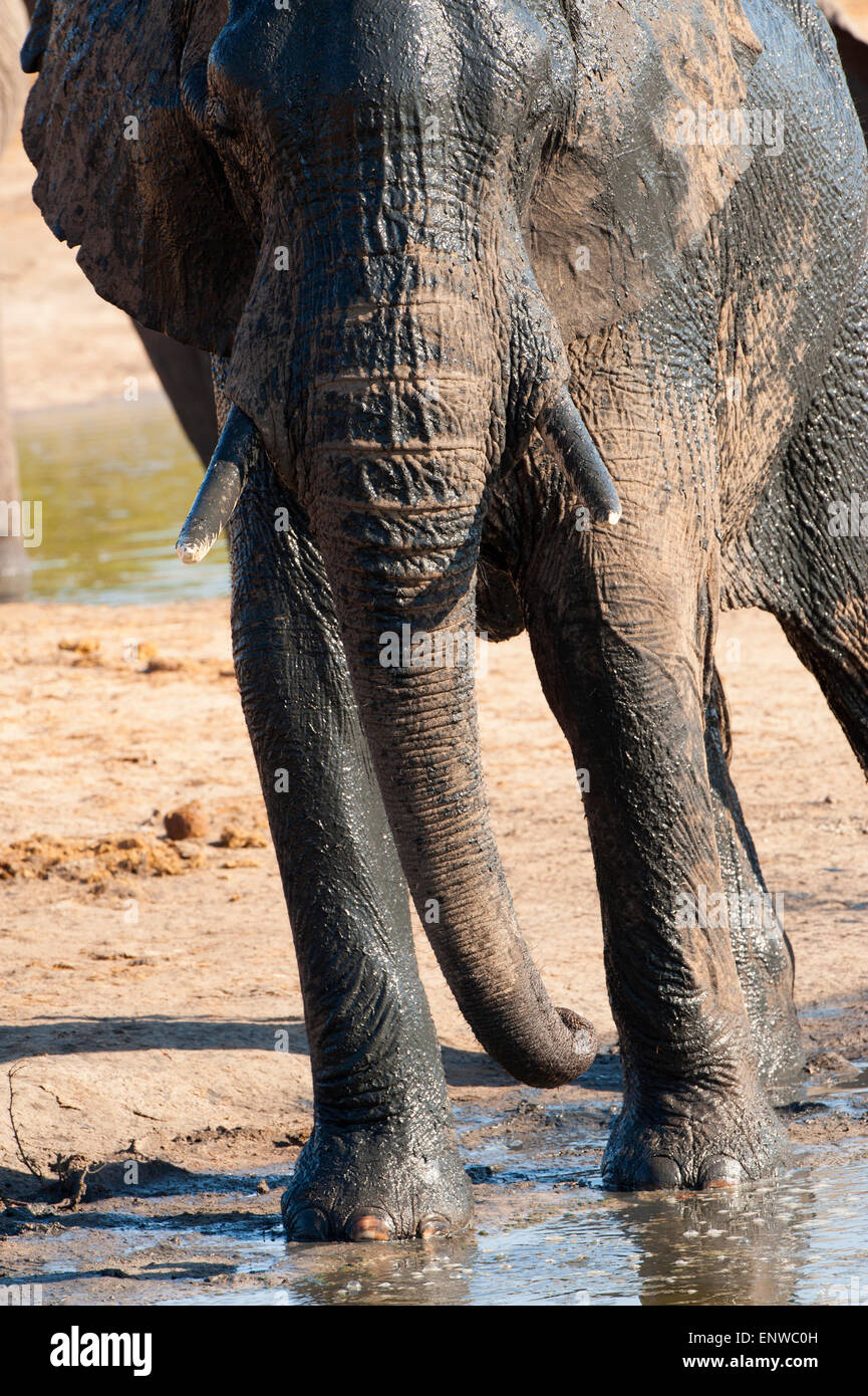 African elephant male heat hi-res stock photography and images - Alamy