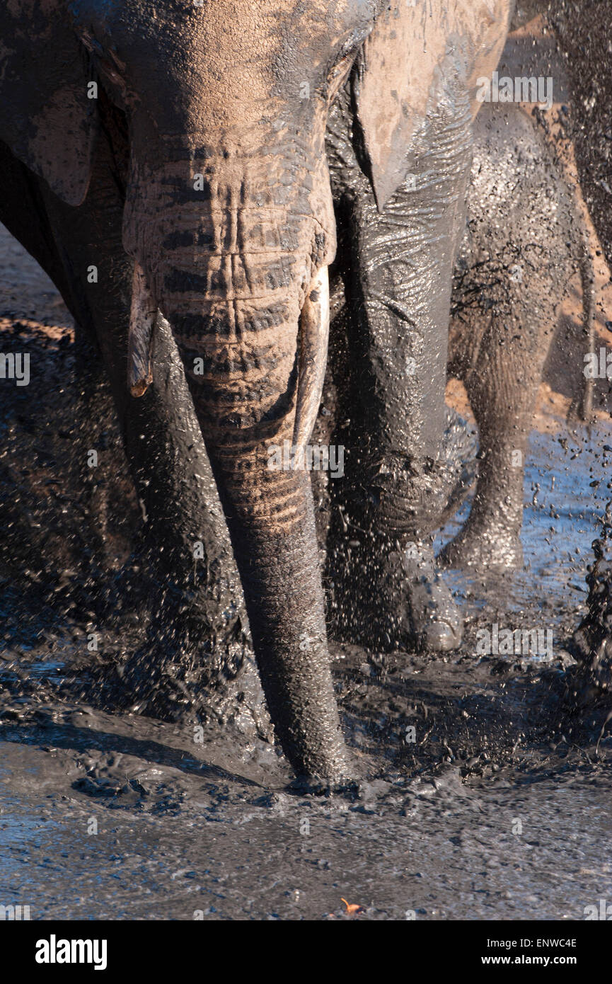 African elephant male heat hi-res stock photography and images - Alamy