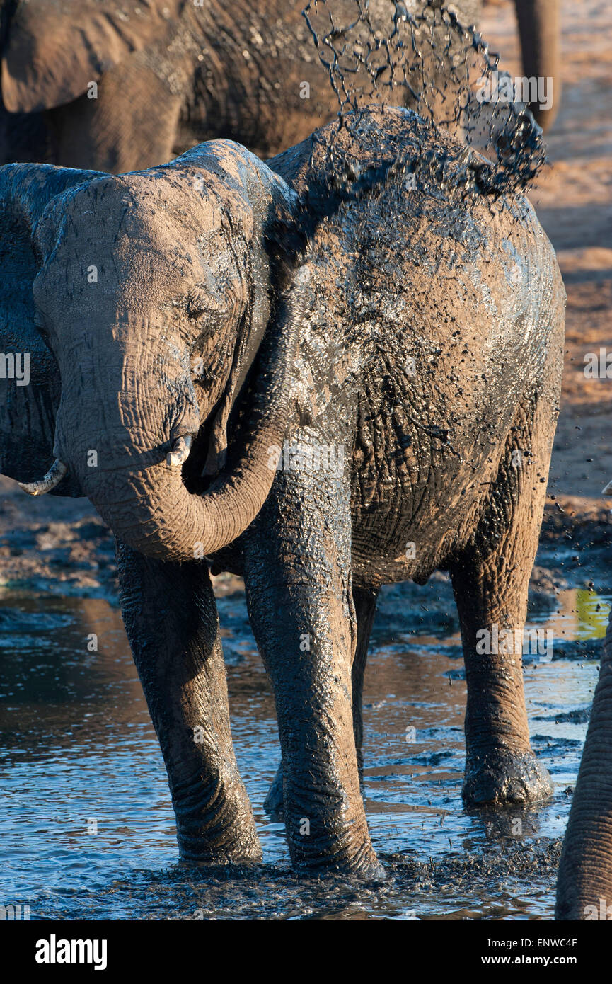 African elephant male heat hi-res stock photography and images - Alamy
