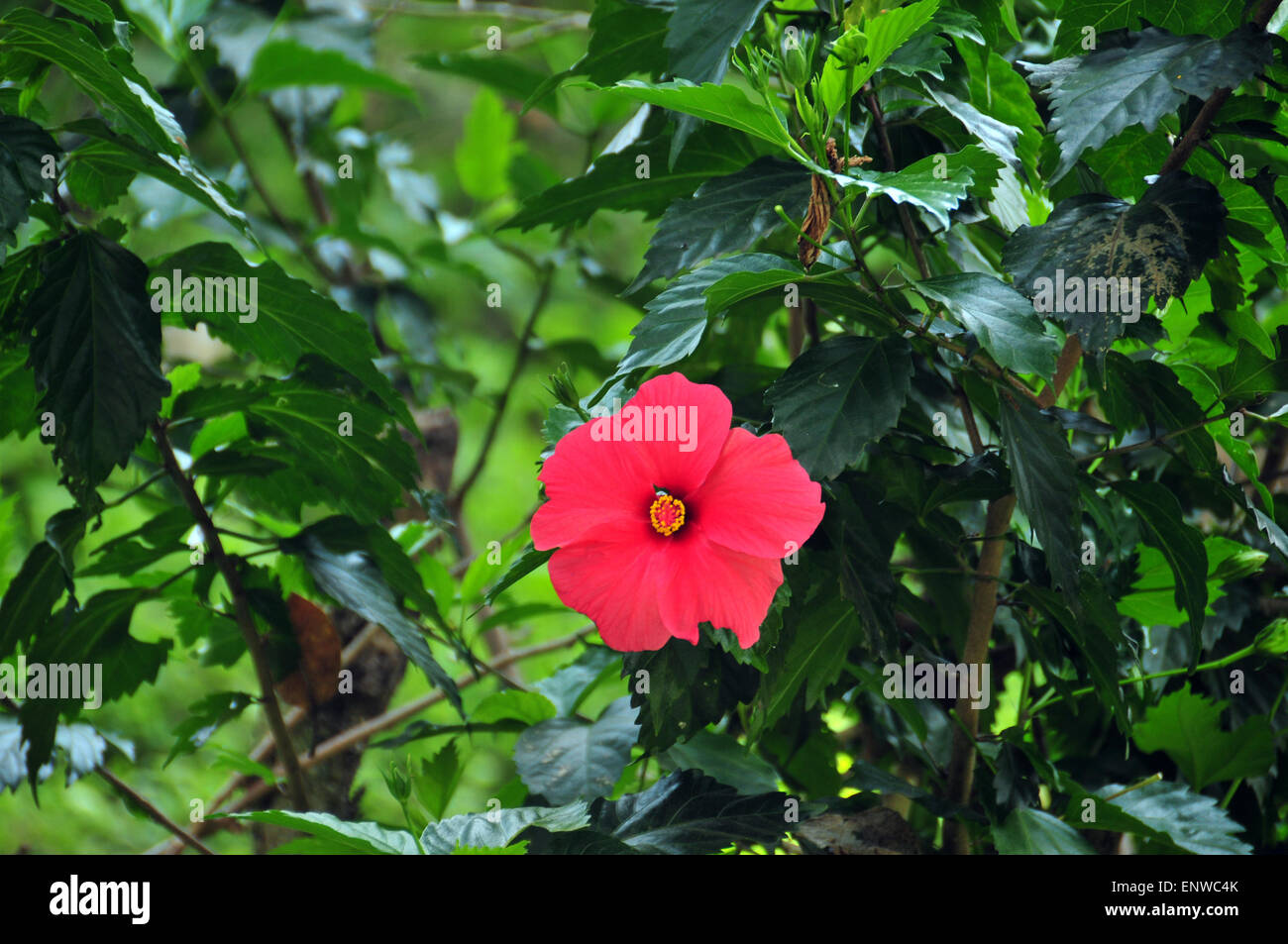 Green jack fruit flower hi-res stock photography and images - Alamy