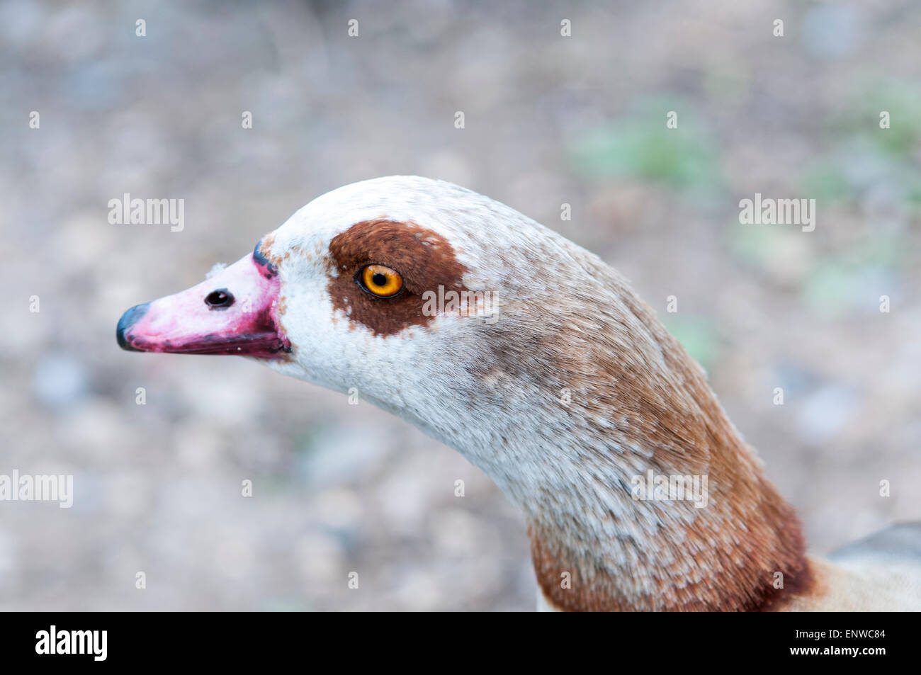 Obliging hi-res stock photography and images - Alamy