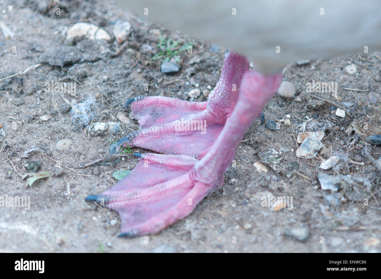 The pink feet of an Egyptian Goose demonstrating shallow focus (on the ...