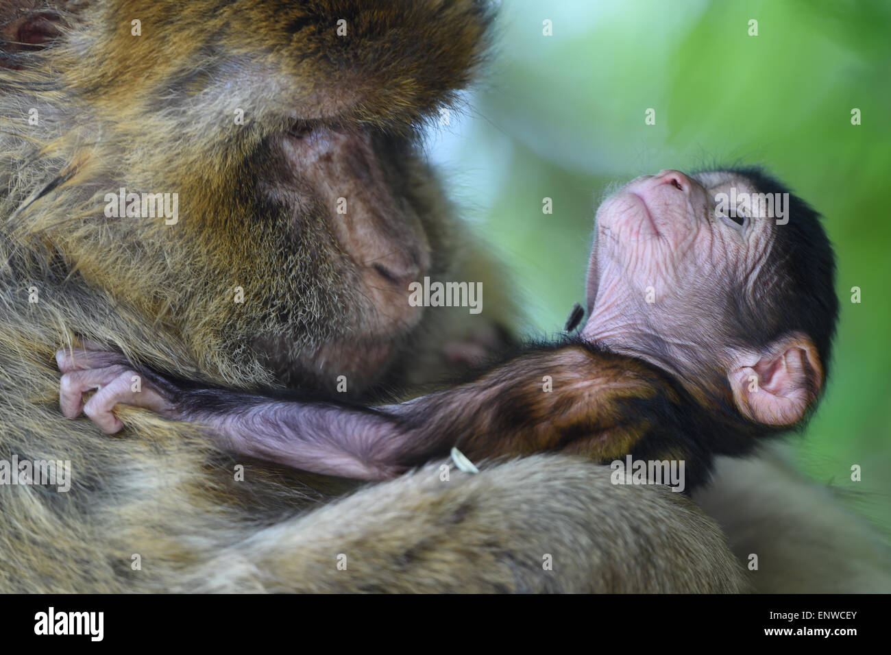 Salem, Germany. 11th May, 2015. A Barbary ape baby is held by a female ...