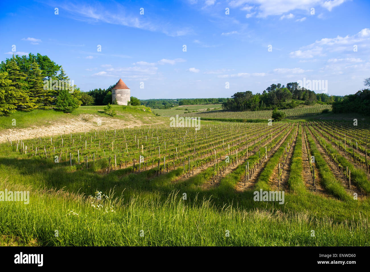 Bordeaux vineyard in spring-Vineyard south west of France, Puisseguin ...