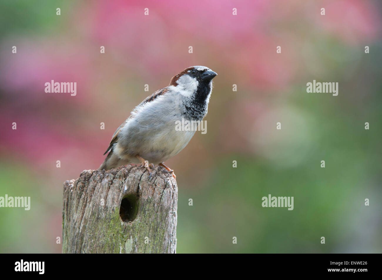 English sparrow hi-res stock photography and images - Alamy